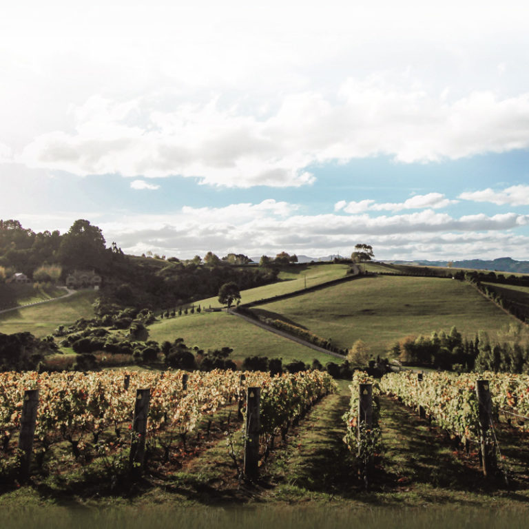 Gorgeous, Boutique Matakana Wineries Are Just 1 Hour From Auckland